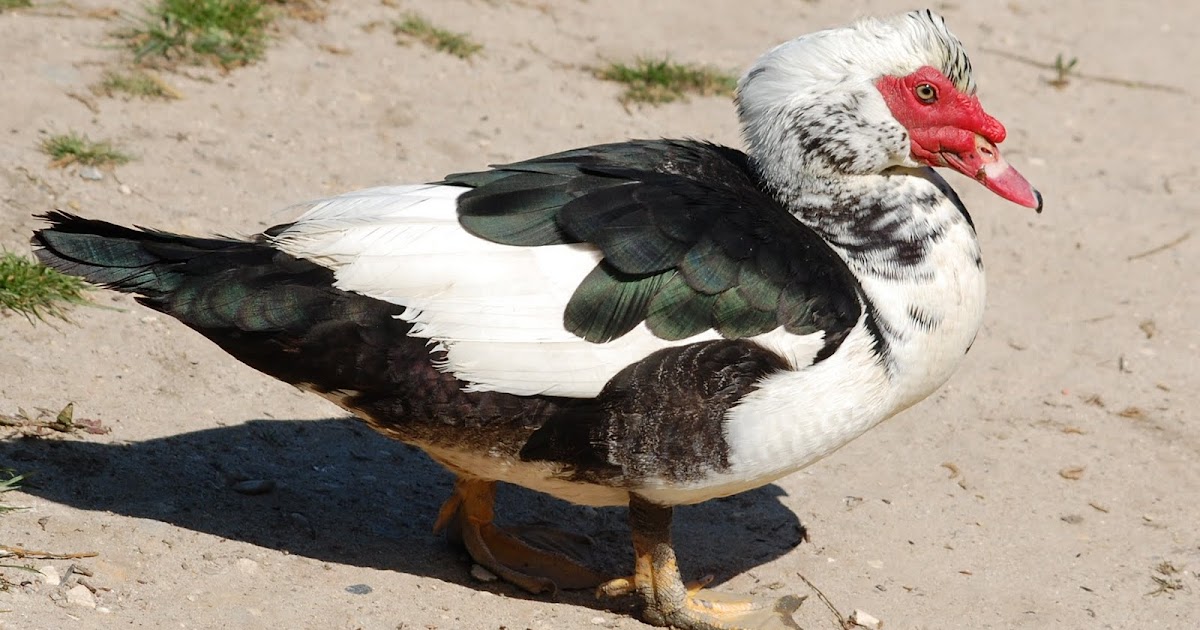 PatosCuackCuack: Diferentes razas de patos